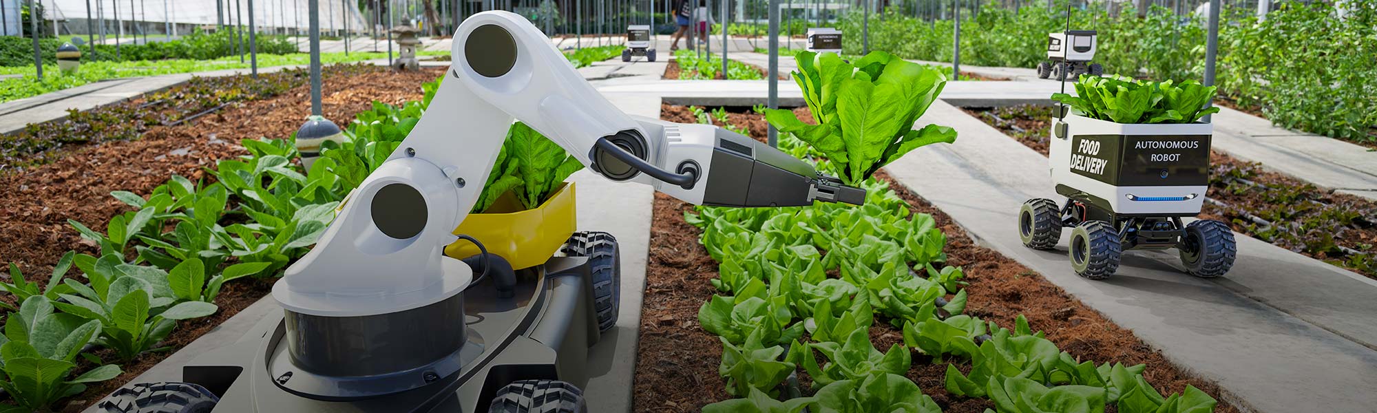 Broccoli Fruit Harvesting Neousys Technology