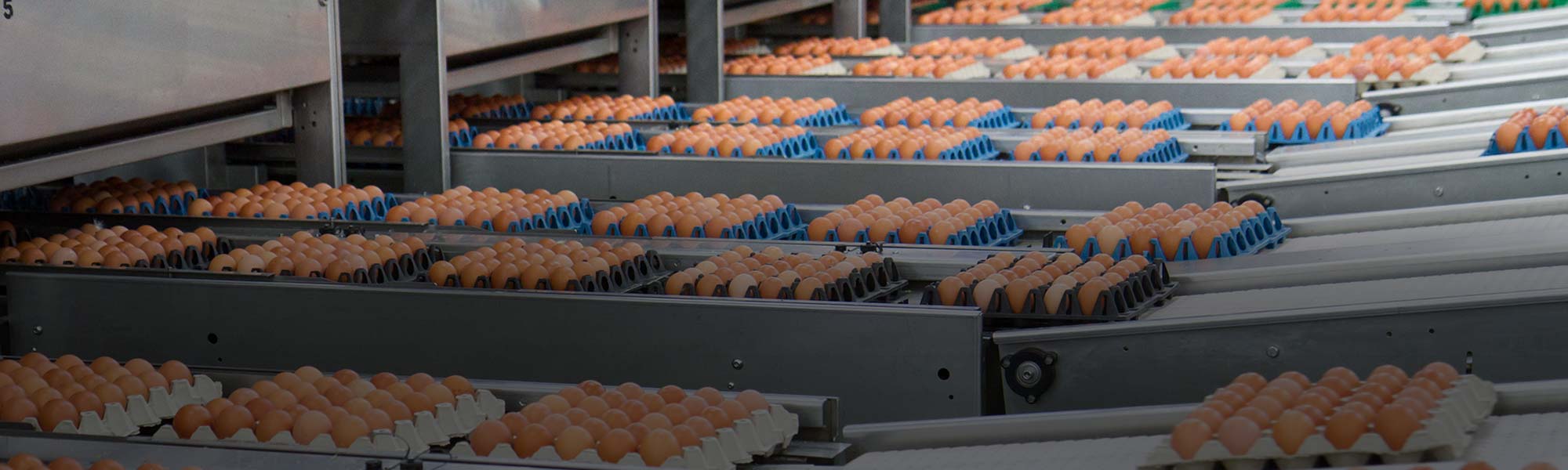 Edge AI Vision Inspection in Food & Beverage Industries - Neousys Technology